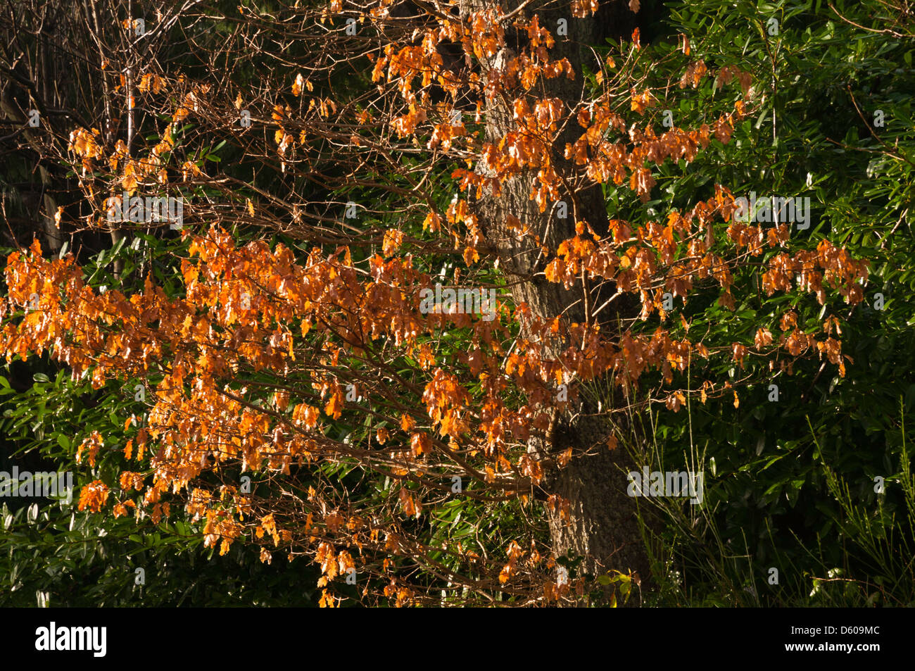 Rustling tree leaves hi-res stock photography and images - Alamy