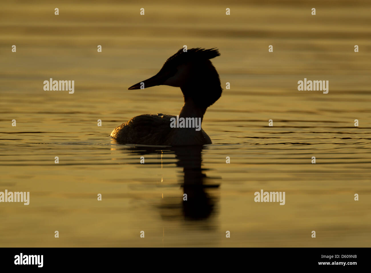 D609nb hi-res stock photography and images - Alamy