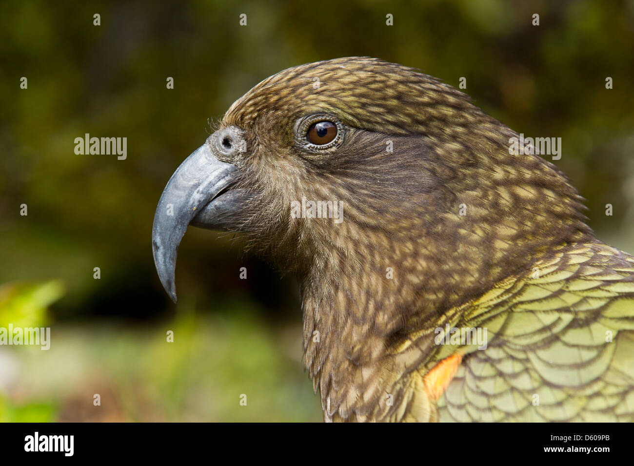 Kea Nestor notabilis, adult, in native habitat, Lake Manapouri, New ...