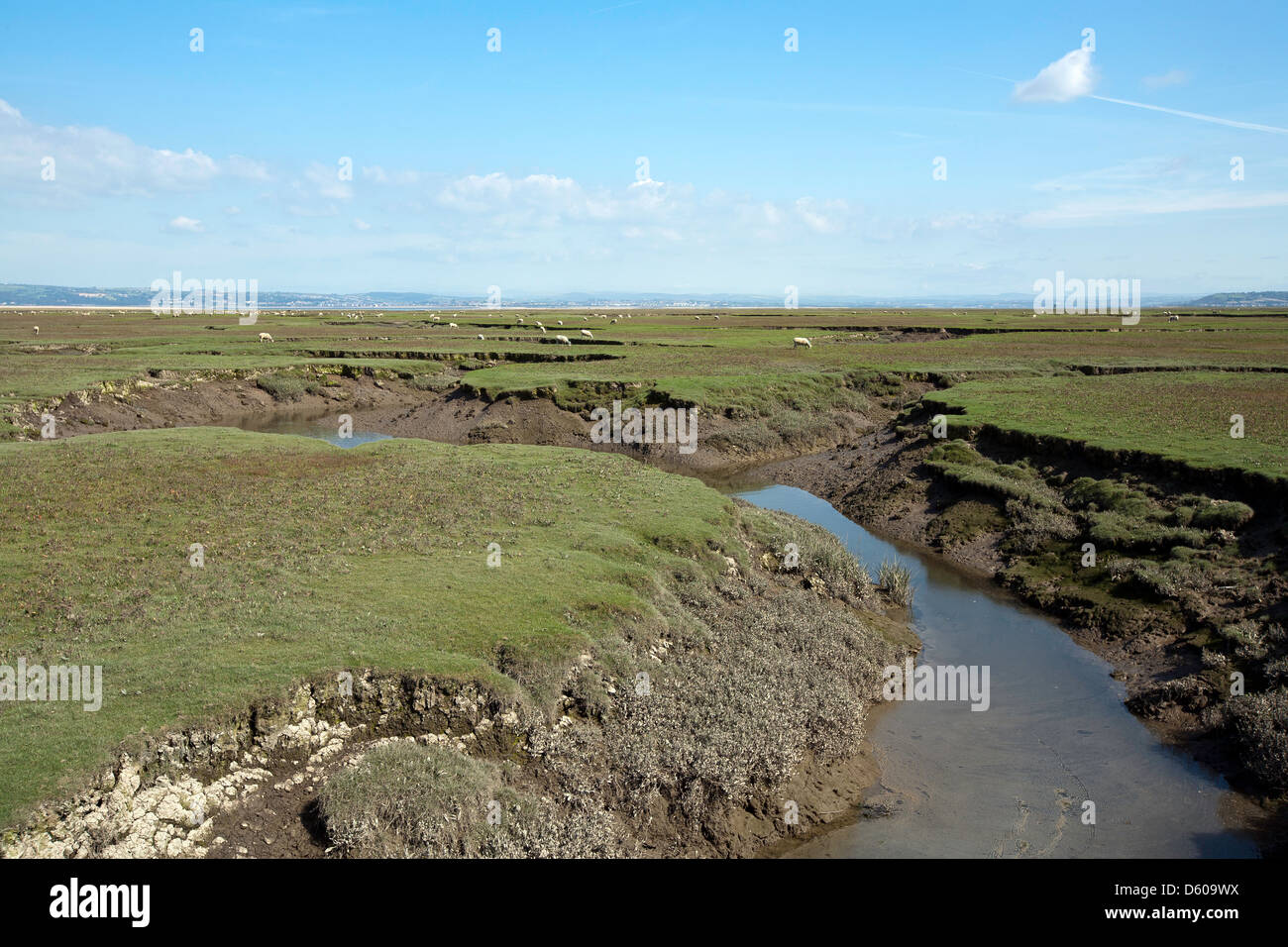 Salt marsh lamb gower hi-res stock photography and images - Alamy