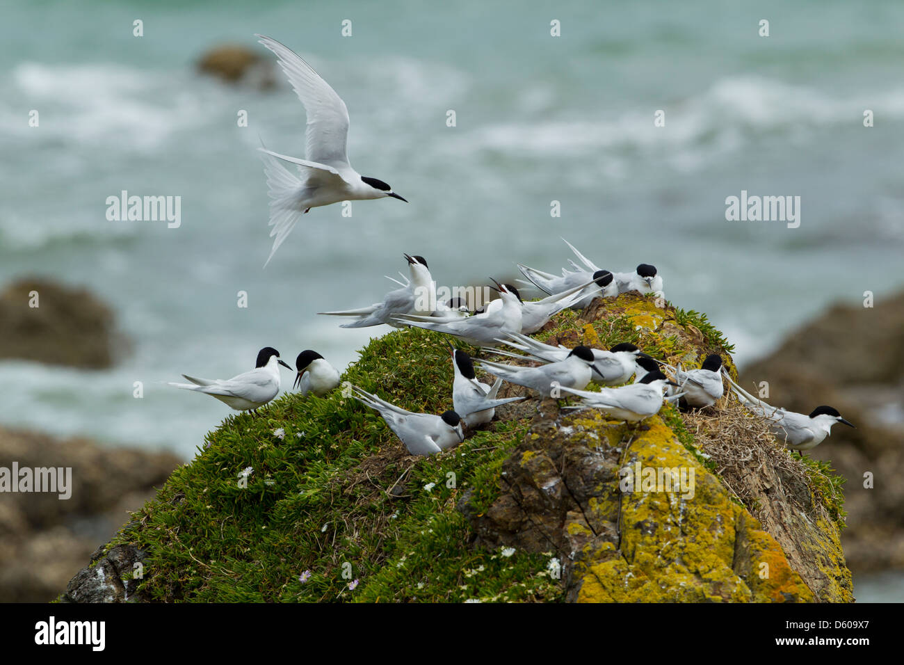 White-fronted tern Sterna striata (Tara), adult, approaching nesting ...