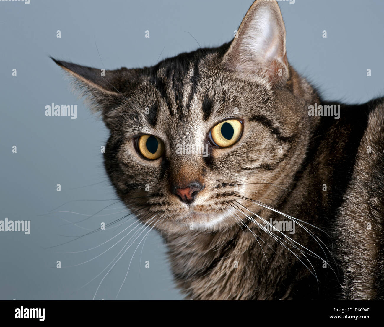 Funny face cat hi-res stock photography and images - Alamy