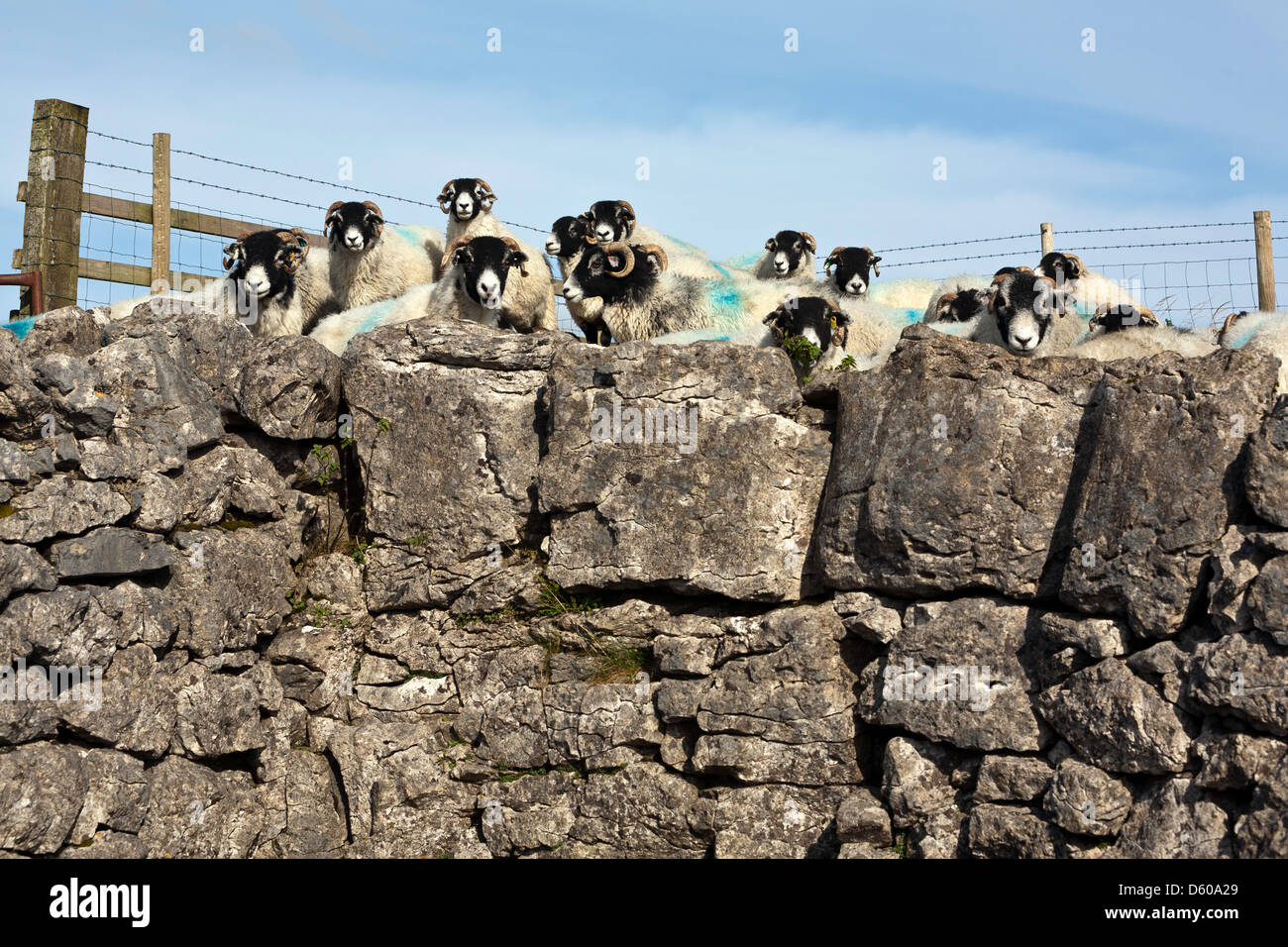 Black face sheep stone wall hi-res stock photography and images - Alamy