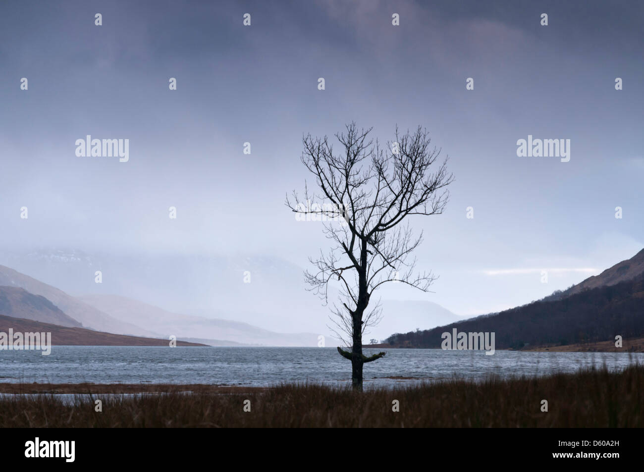 Lone tree lake storm hi-res stock photography and images - Alamy