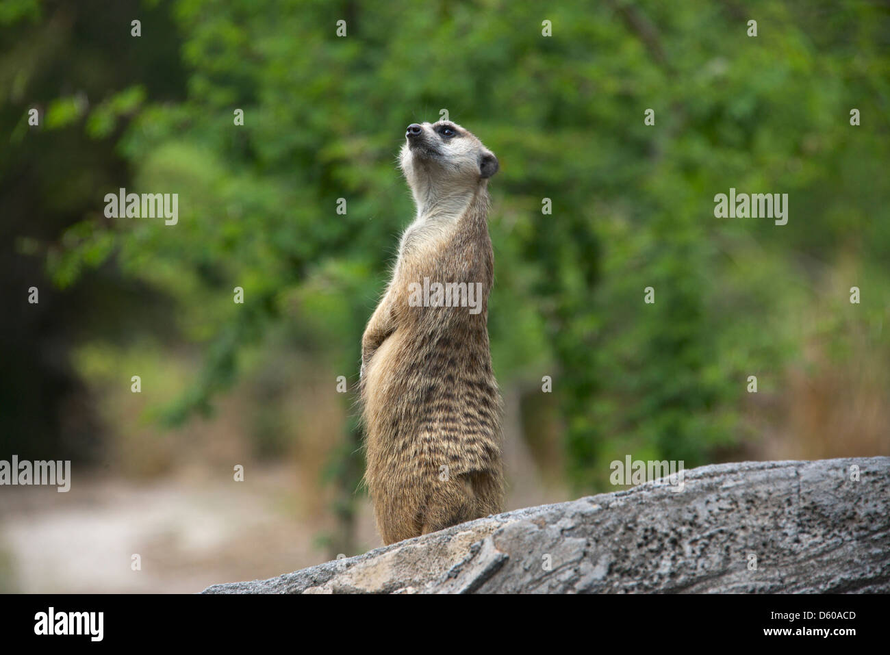 Meerkat Pose High Resolution Stock Photography and Images - Alamy