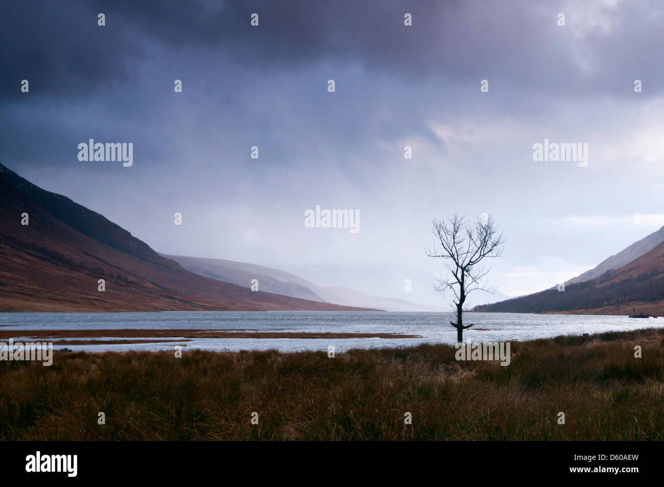 Solitary tree on shore loch hi-res stock photography and images - Alamy