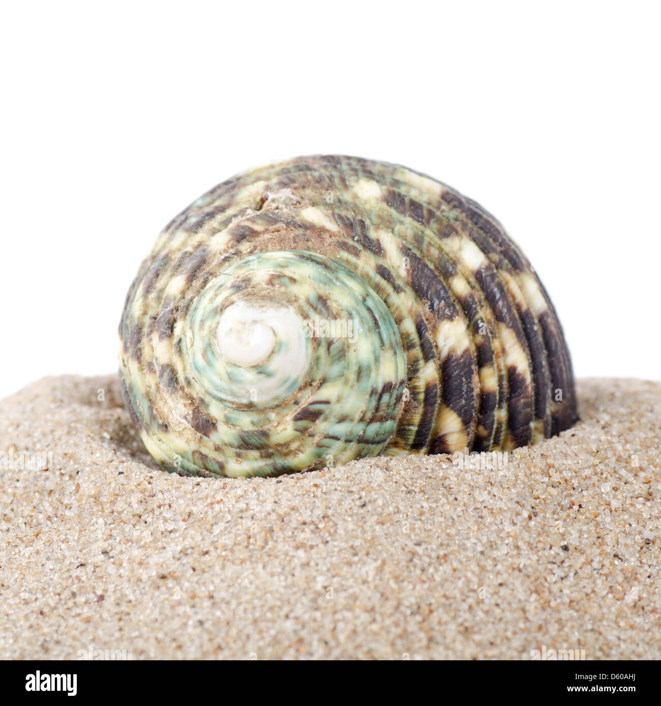 Sea shell isolated on white Stock Photo - Alamy