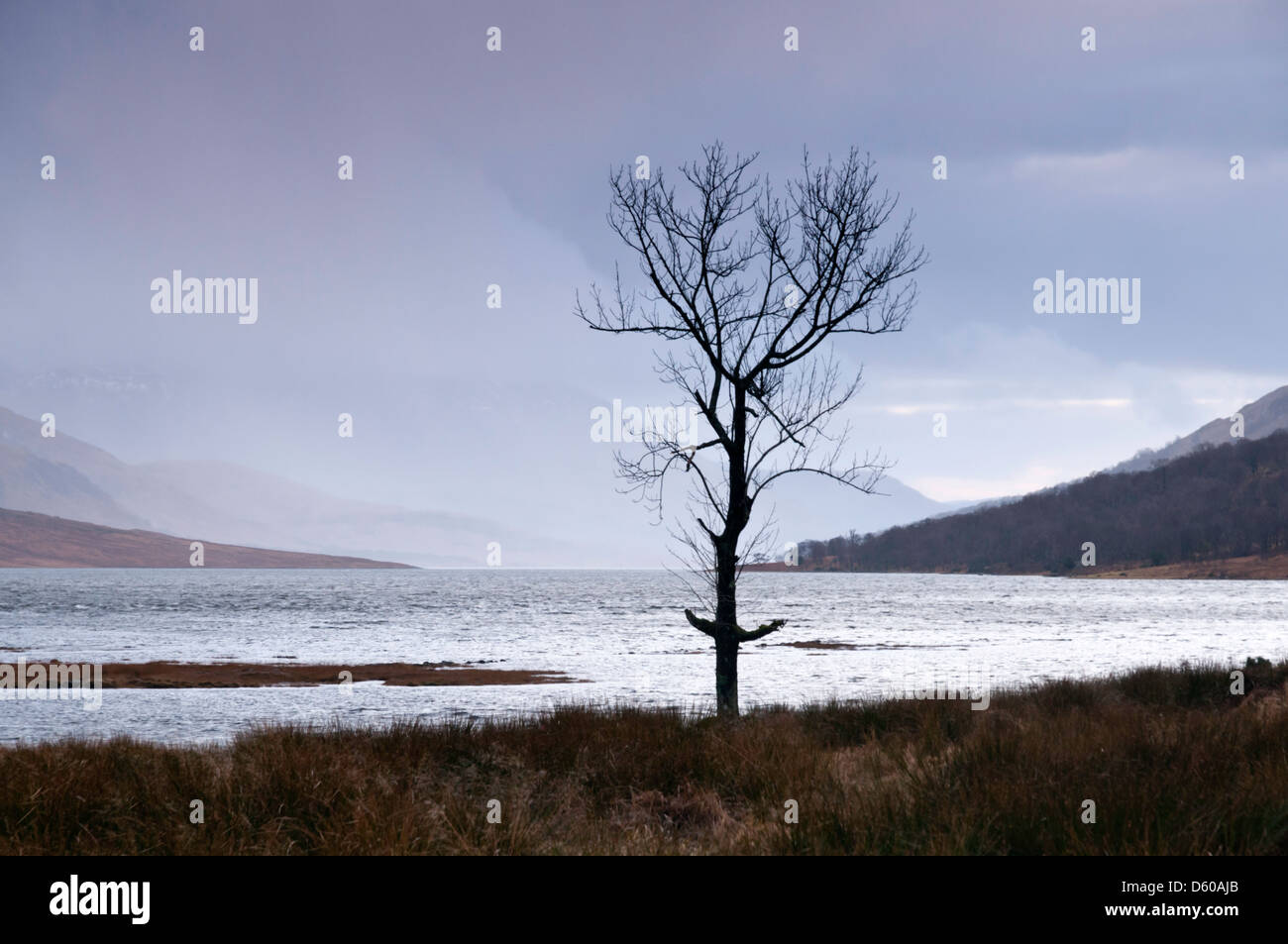Solitary tree on shore loch hi-res stock photography and images - Alamy