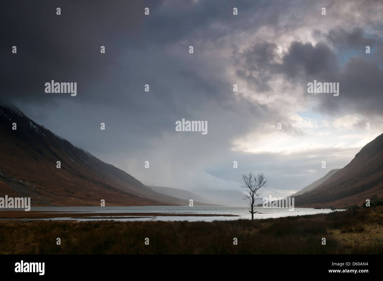 A lone tree on the shore of Loch Etive Stock Photo - Alamy