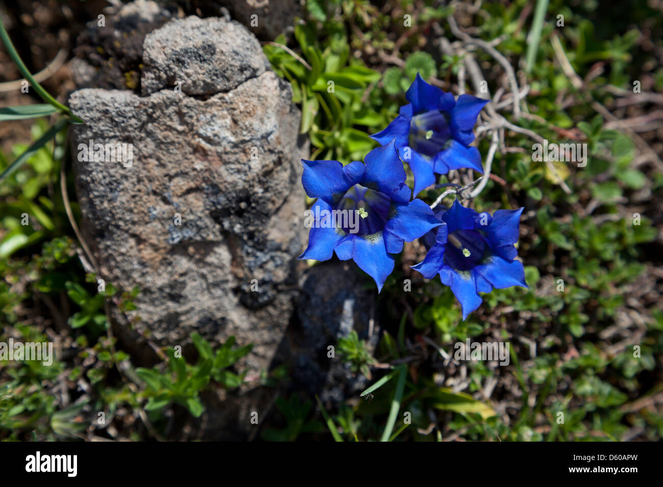 Trumpet Gentian growing at Fuente De in the Picos de Europa, northern ...