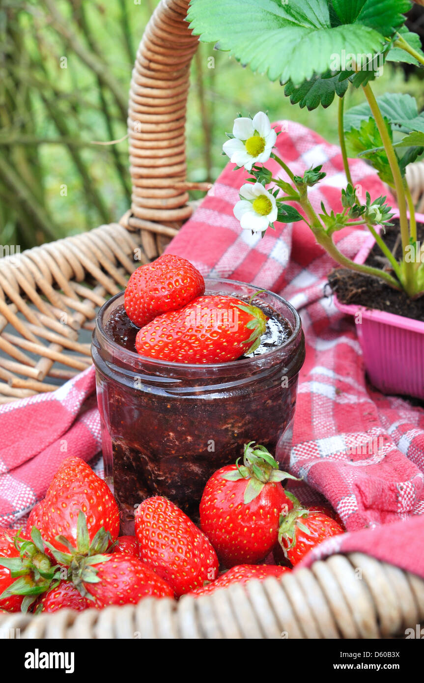 good strawberries from the garden for homemade jam Stock Photo - Alamy