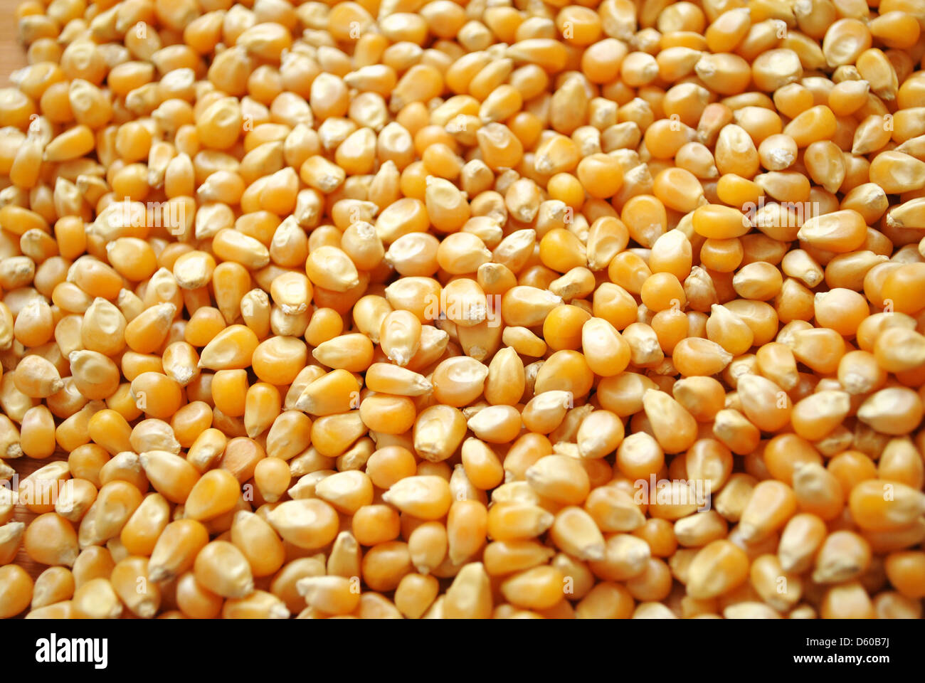 Background of Popcorn Kernels Stock Photo - Alamy