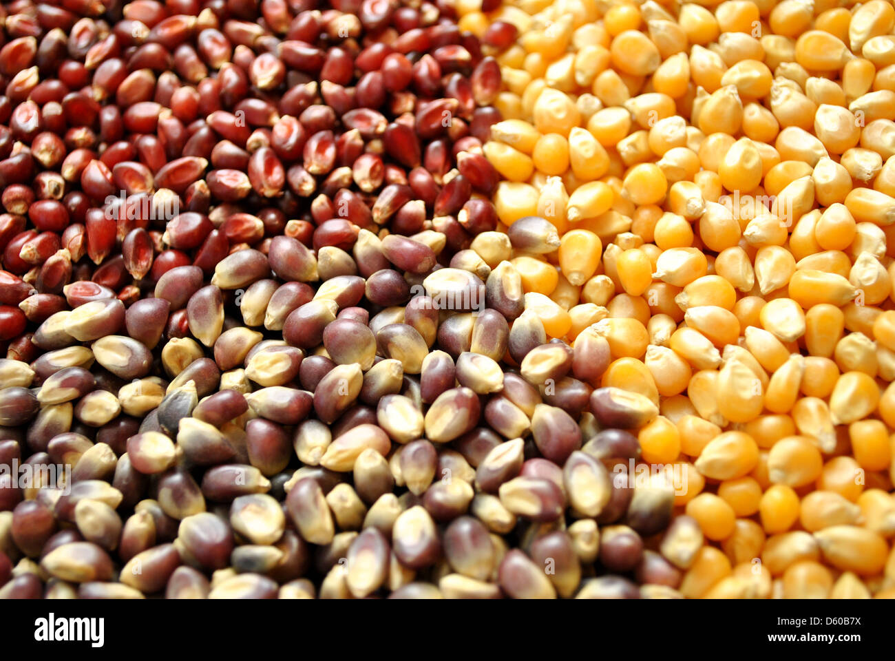 Backgound 3 Colors of Popcorn Kernels Stock Photo - Alamy