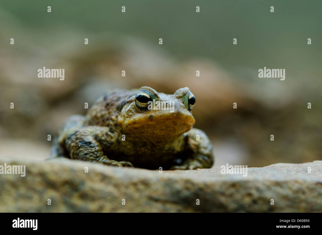 Common Toad sitting on a rock Stock Photo - Alamy