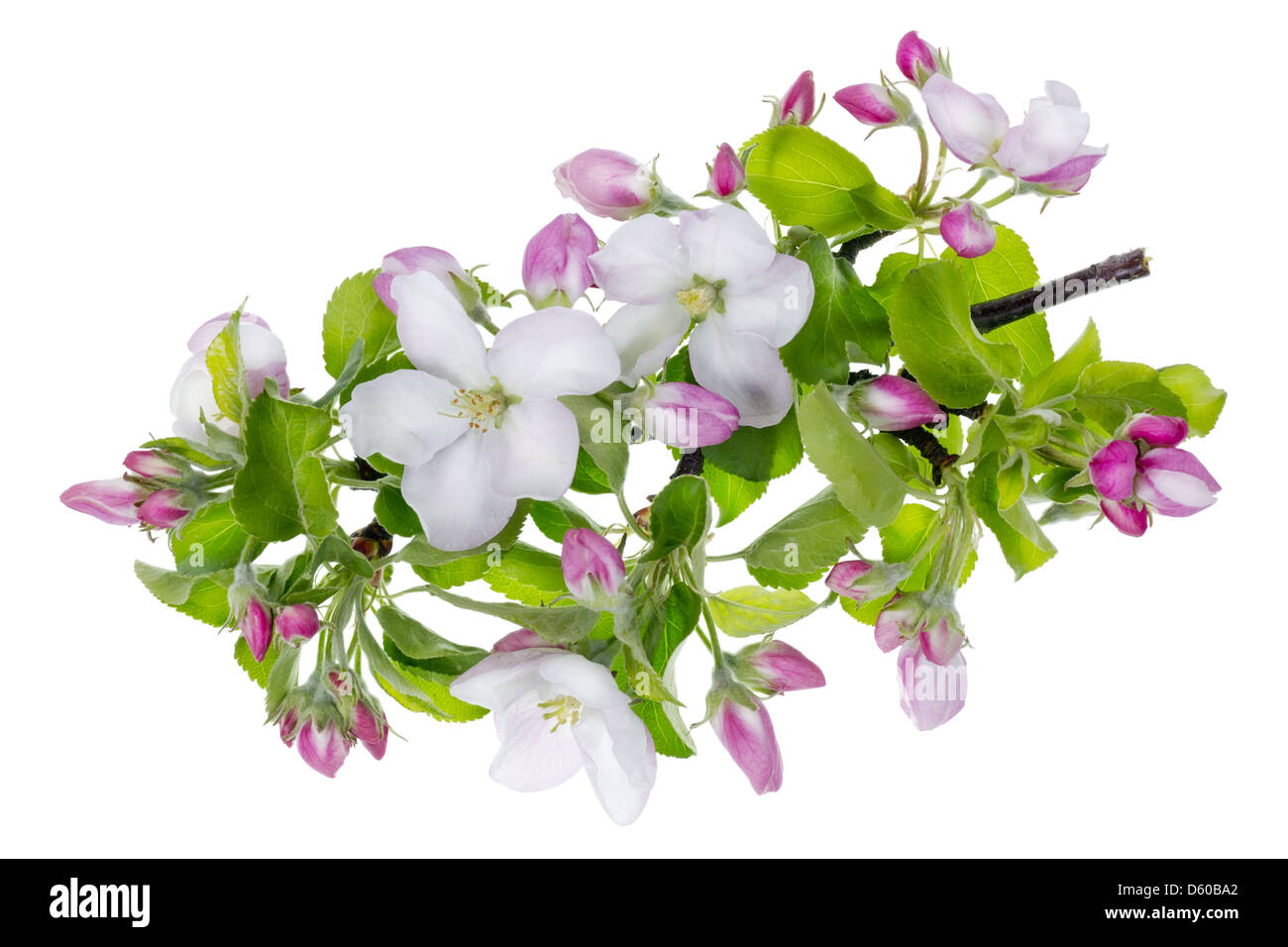 Macro pink white apple Cut Out Stock Images & Pictures - Alamy