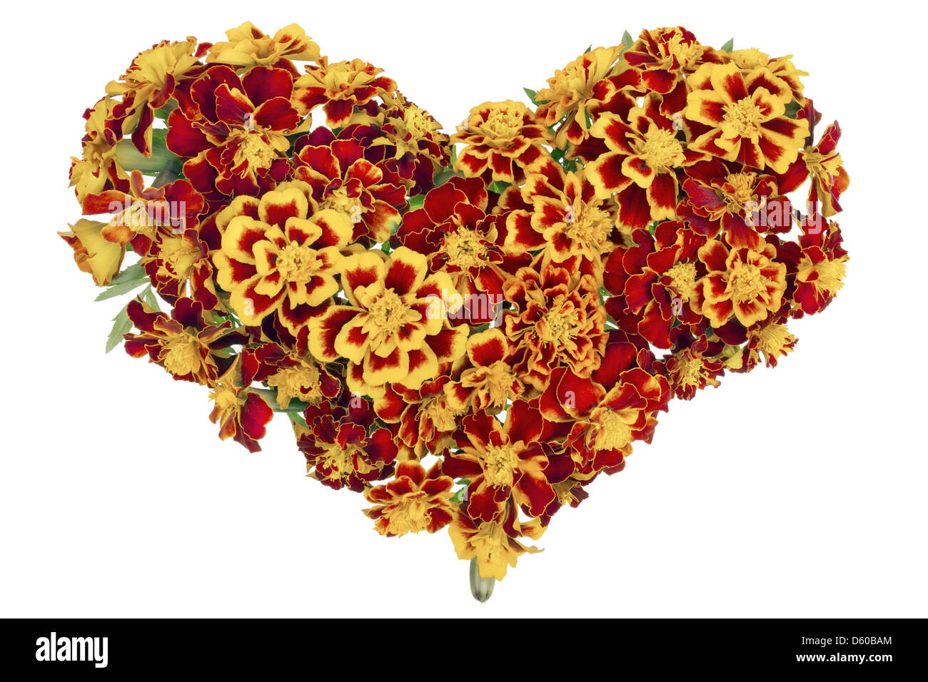 Heart from French Marigold Stock Photo - Alamy