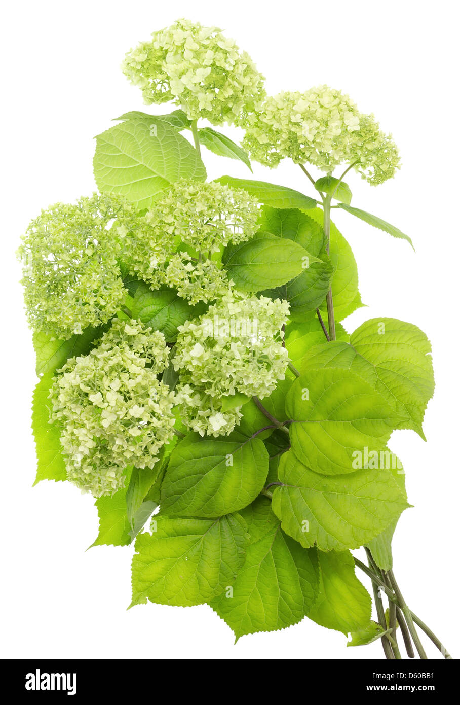 Green flowers bush texture Stock Photo - Alamy