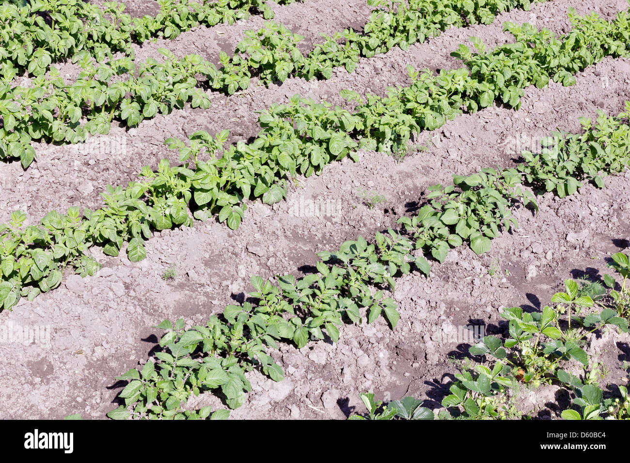 Spring potato field Stock Photo - Alamy