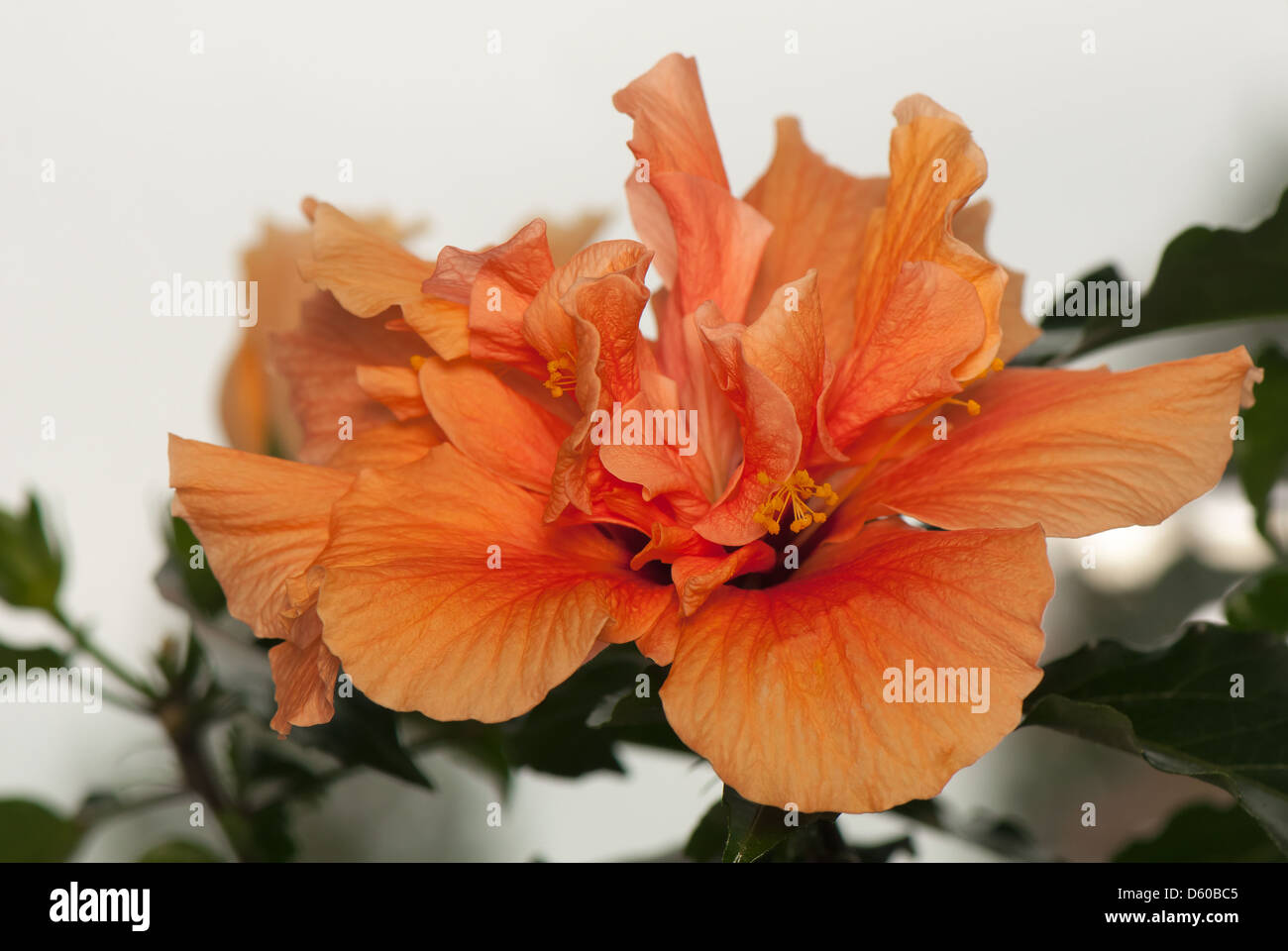 Blumen hawaii hi-res stock photography and images - Alamy