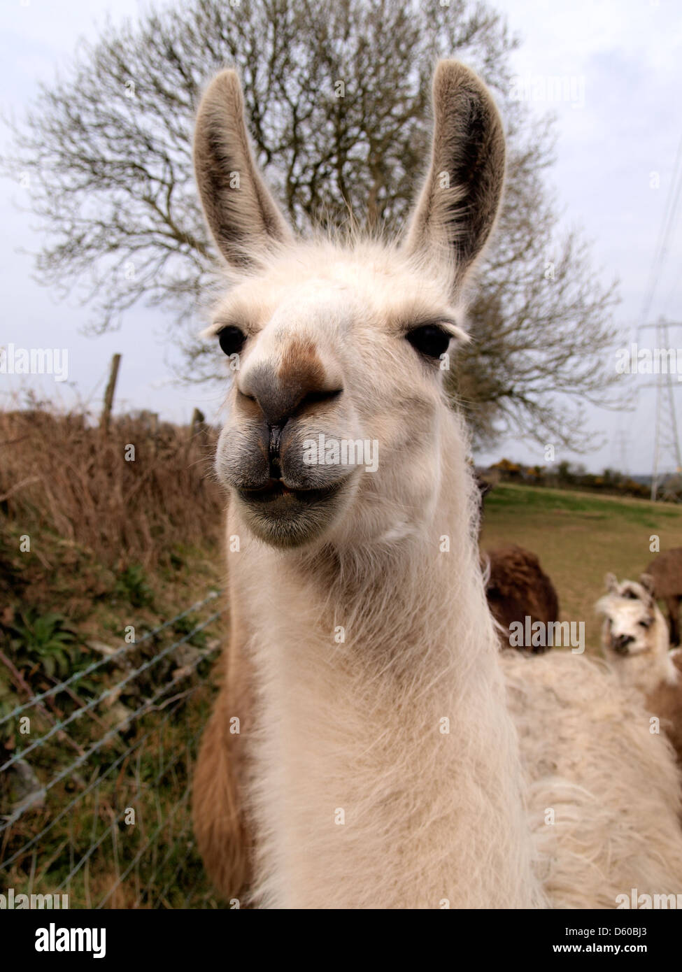 Llama portrait, UK 2013 Stock Photo - Alamy