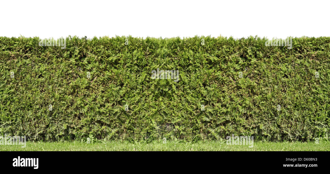 Hedge fence hi-res stock photography and images - Alamy