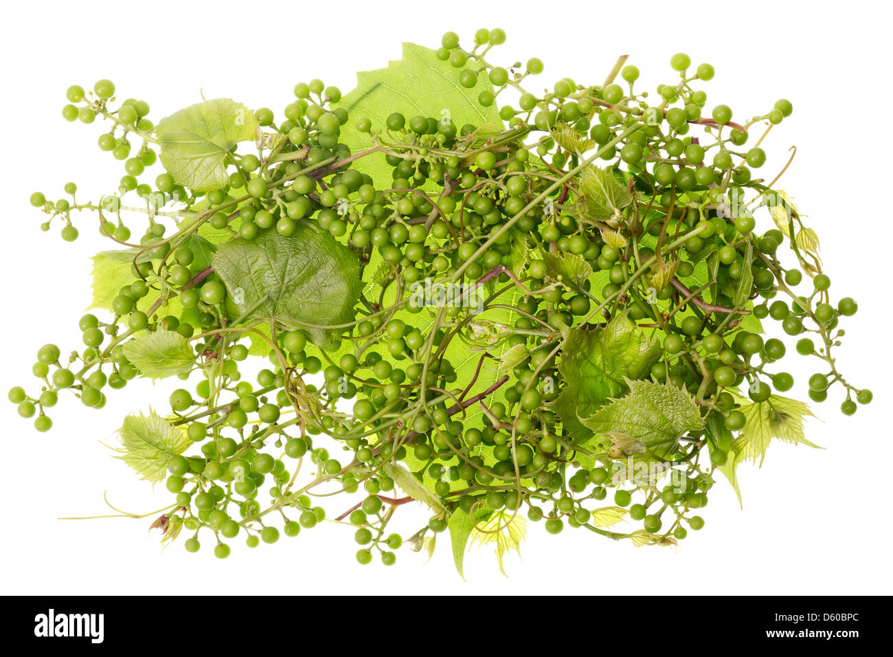 The sour grapes bunch Cut Out Stock Images & Pictures - Alamy