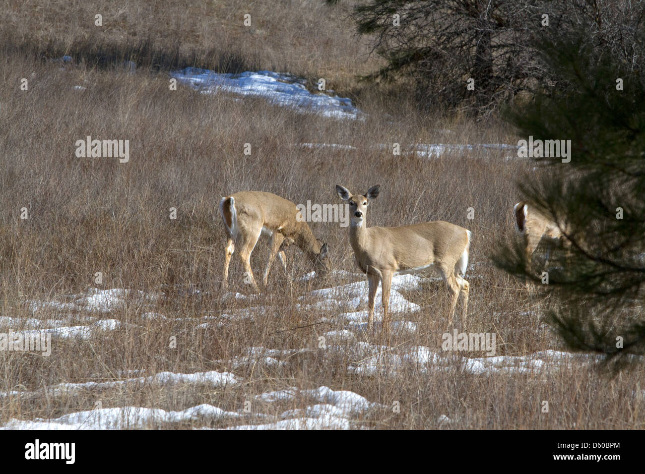Black mule deer hi-res stock photography and images - Alamy
