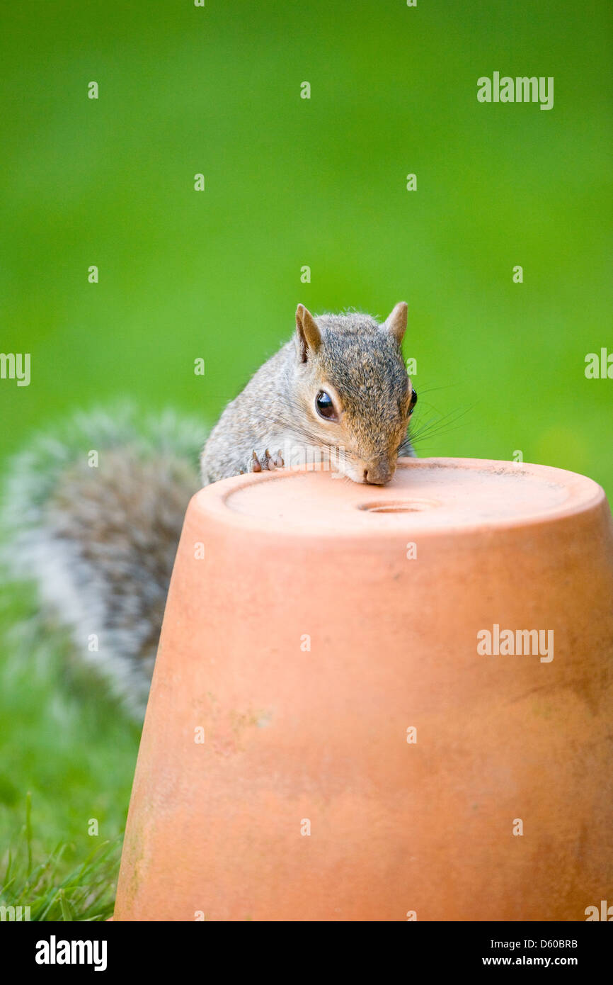 Grey Squirrel Investigating Plant Pot in Garden Stock Photo - Alamy