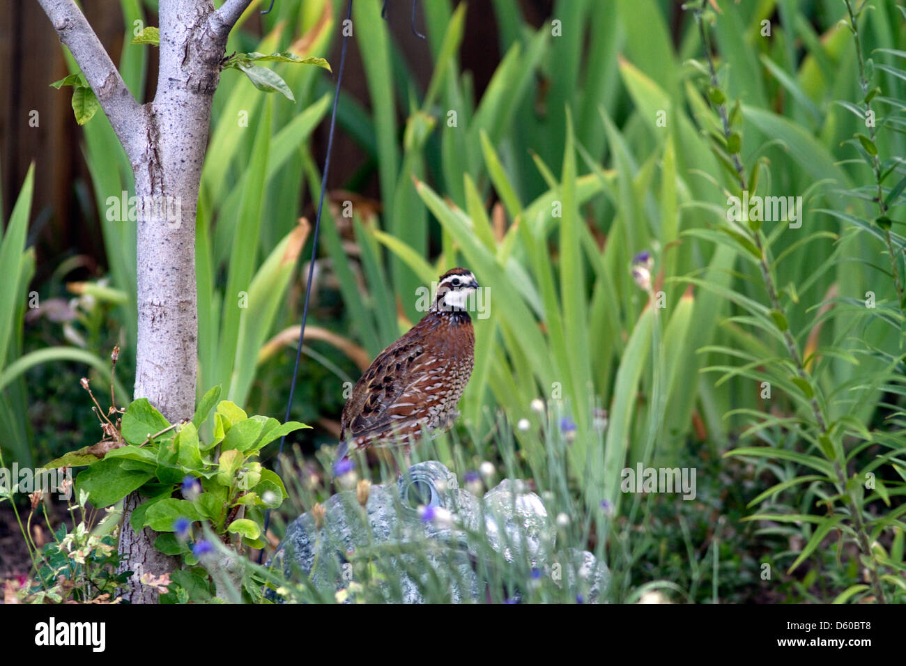 Adult male Northern Bobwhite quail in a residential backyard, Boise ...