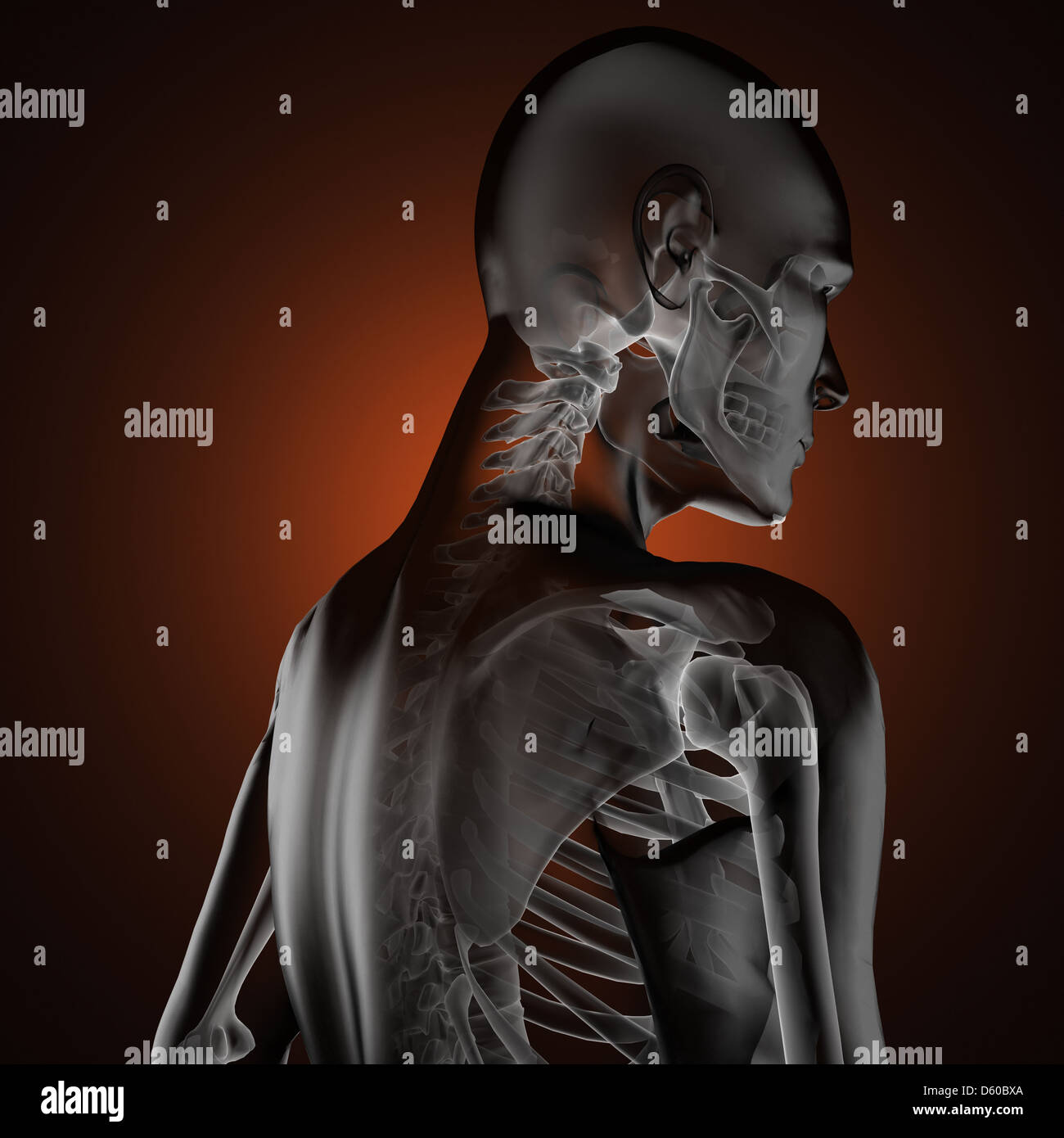 human radiography scan Stock Photo - Alamy