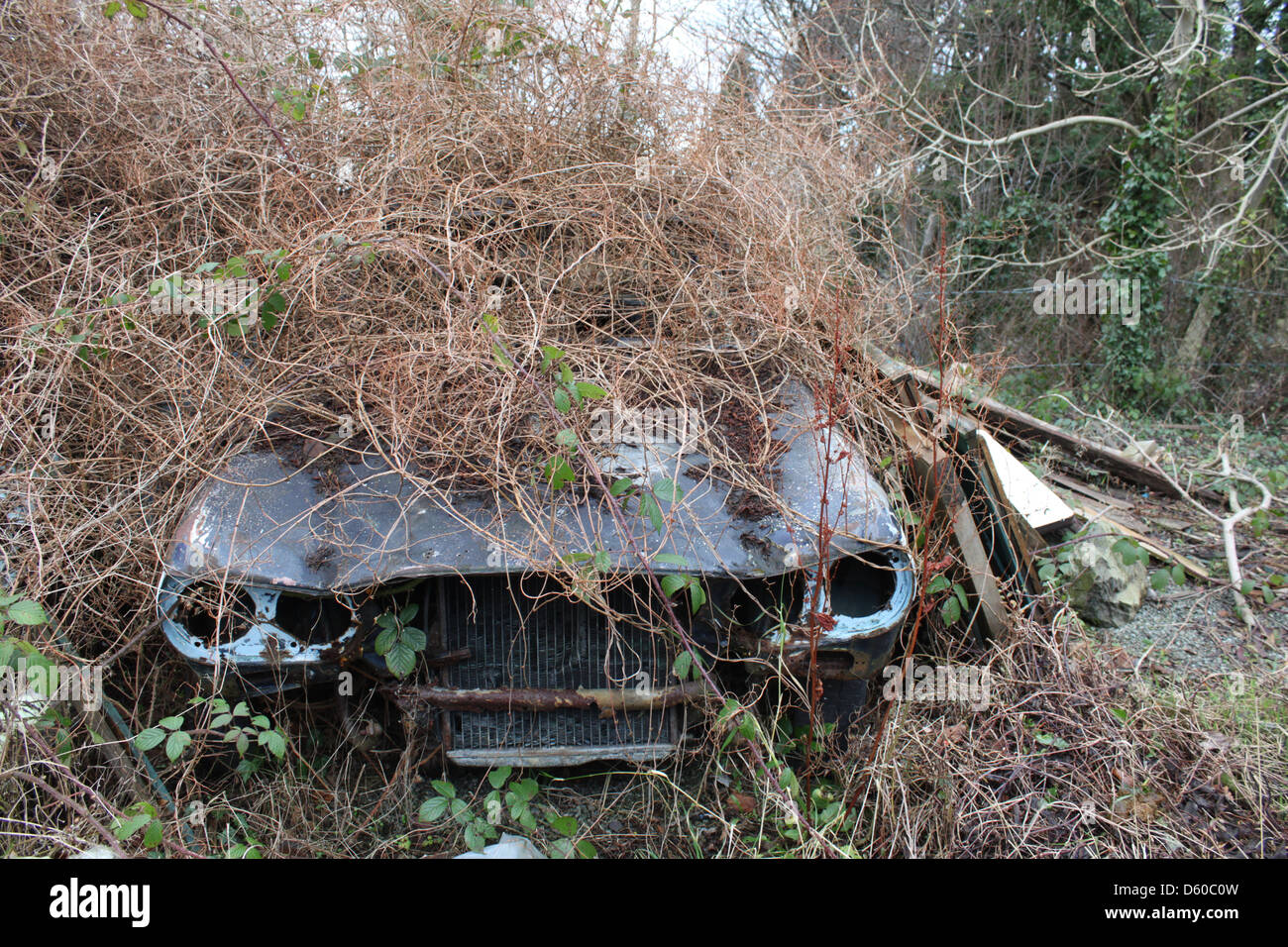 Decaying in the long grass hi-res stock photography and images - Alamy