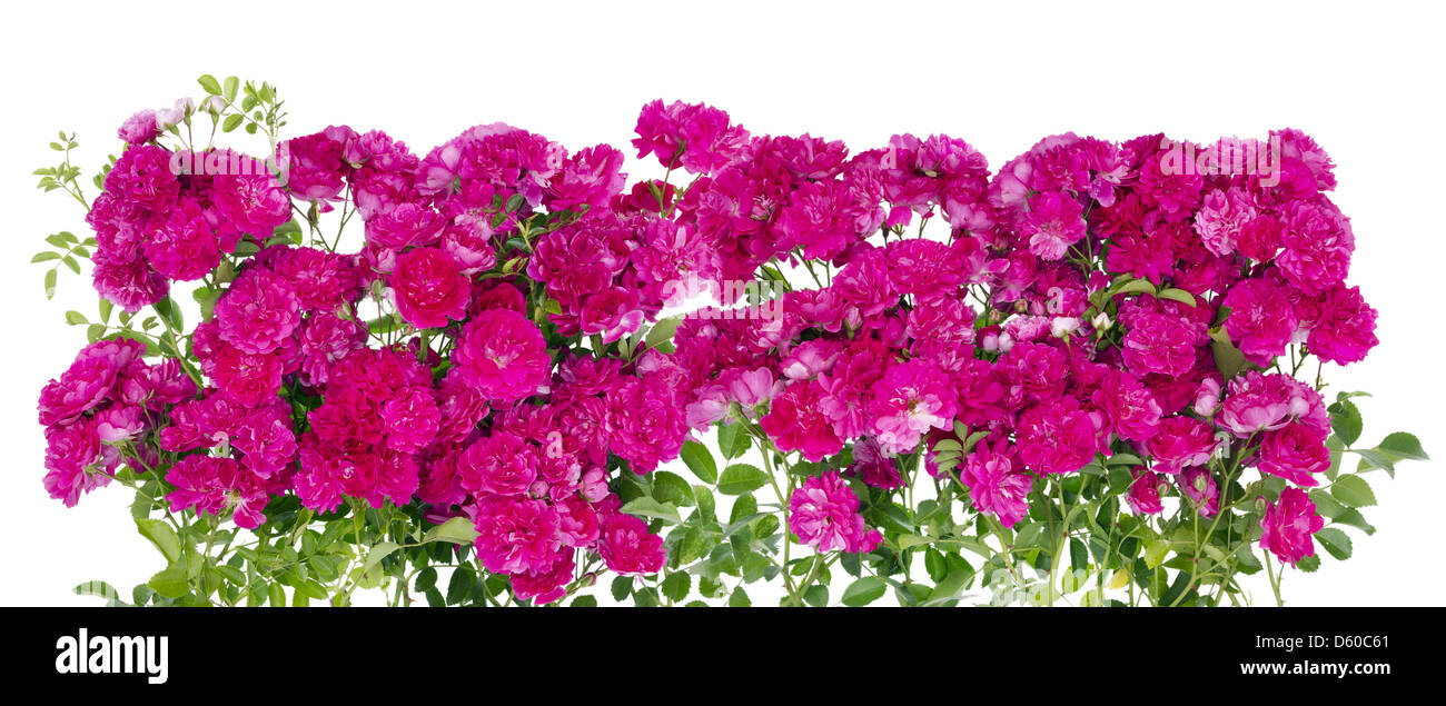 Big pink roses floral hedge Stock Photo - Alamy