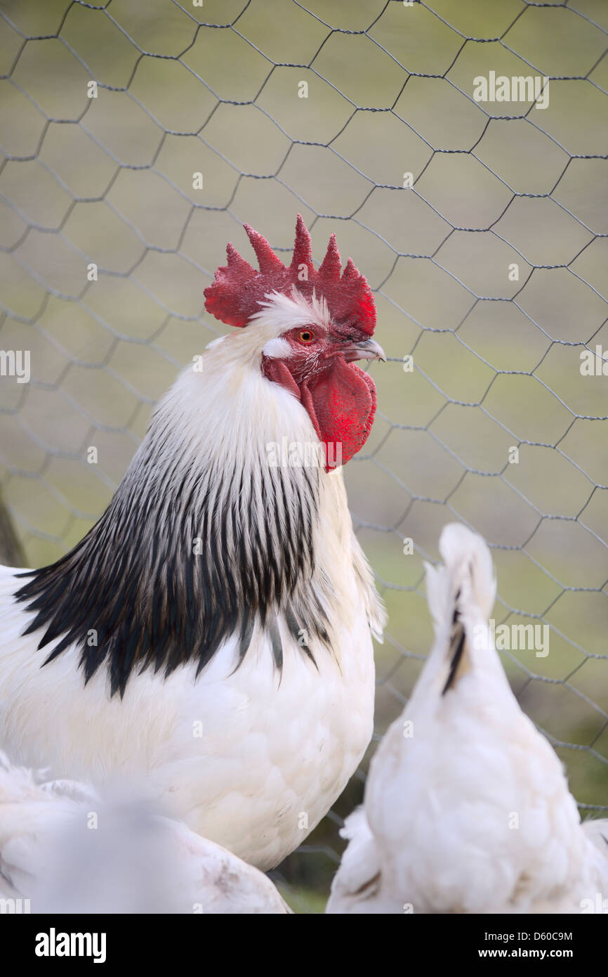Light sussex chickens hi-res stock photography and images - Alamy