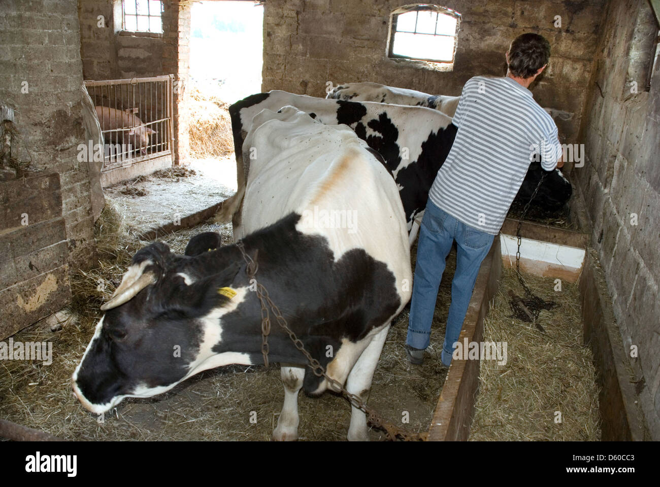 Farmer attending cattle in cowshed, Poland, Europe Stock Photo - Alamy
