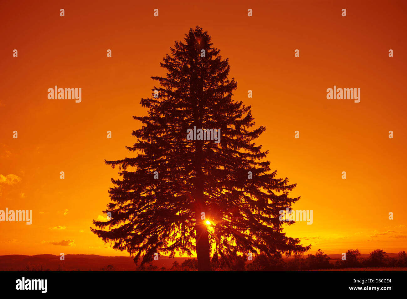 SINGLE LONE FIR TREE Stock Photo - Alamy