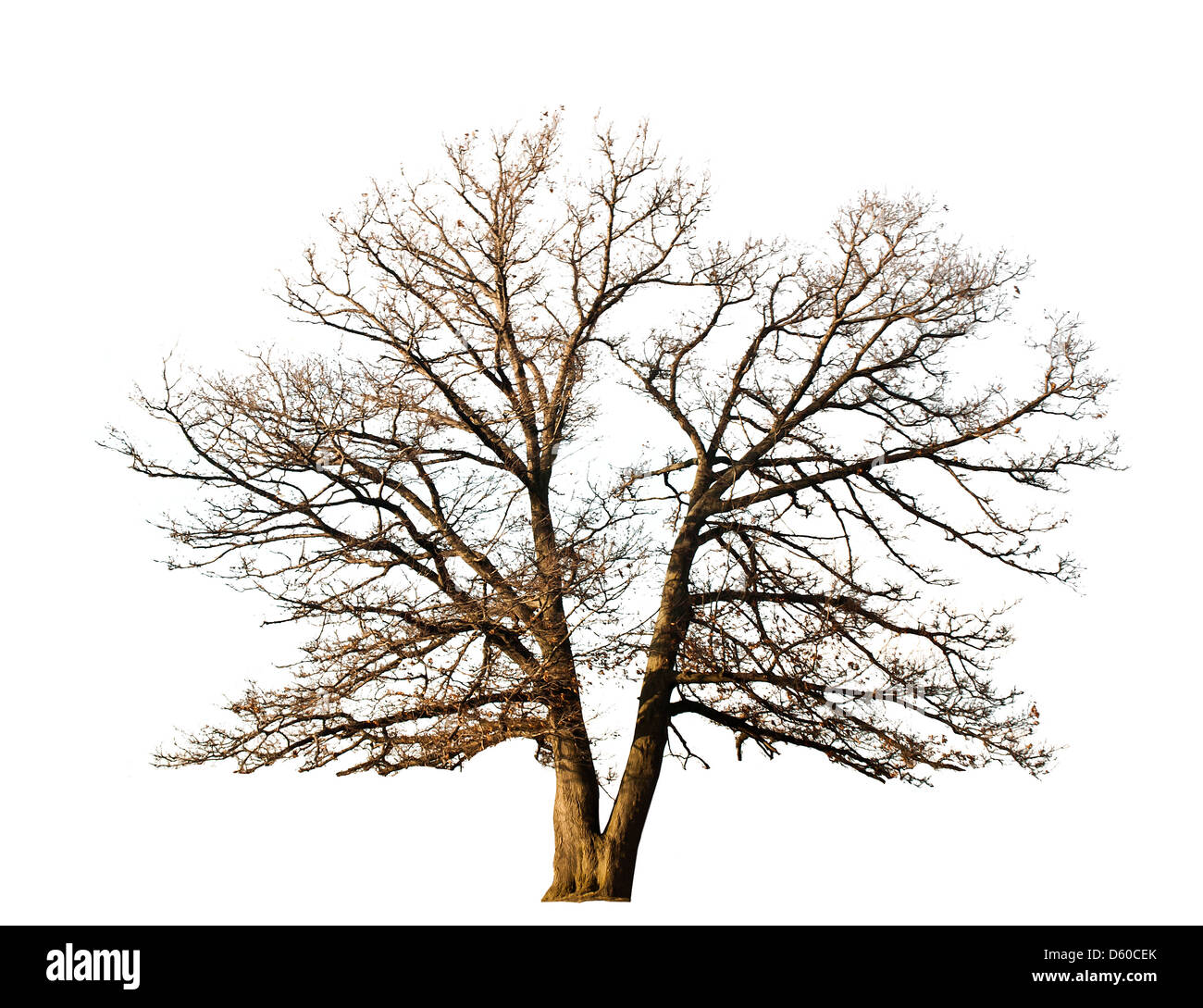 split tree isolated on white Stock Photo - Alamy
