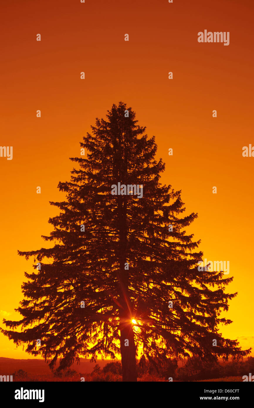 Lone Evergreen Tree High Resolution Stock Photography and Images - Alamy