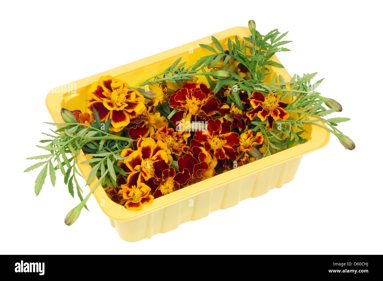 Safflower or saffron Cut Out Stock Images & Pictures - Alamy