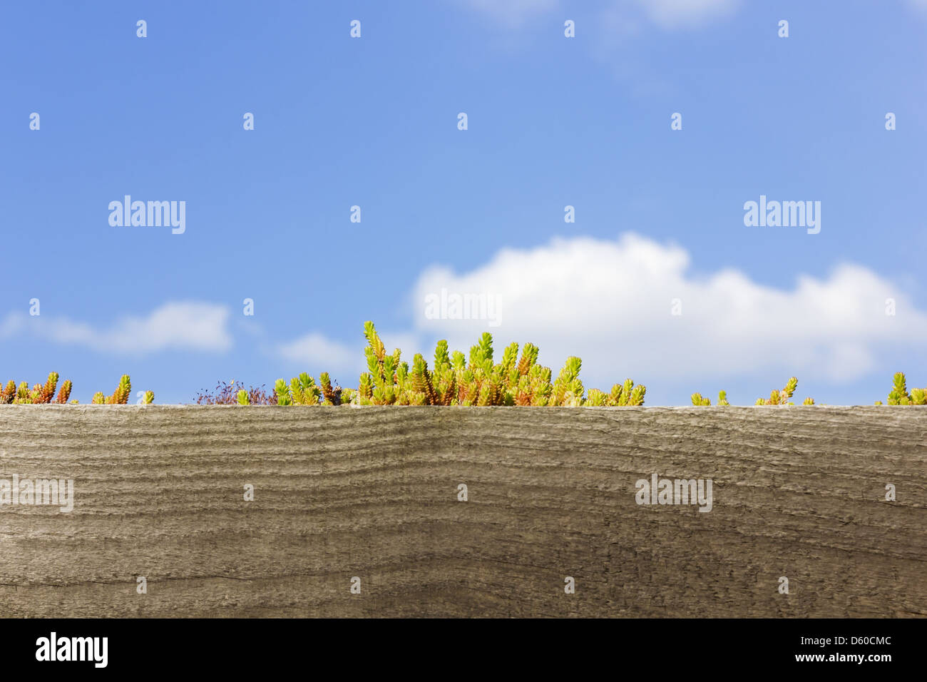 White fence texture plant hi-res stock photography and images - Alamy