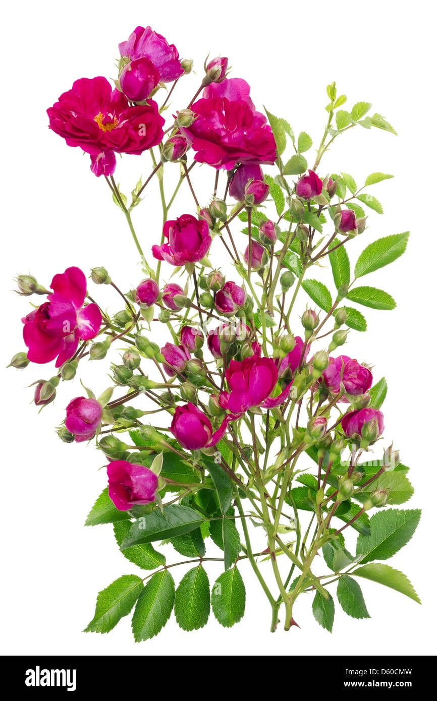 Pink roses buds Stock Photo - Alamy