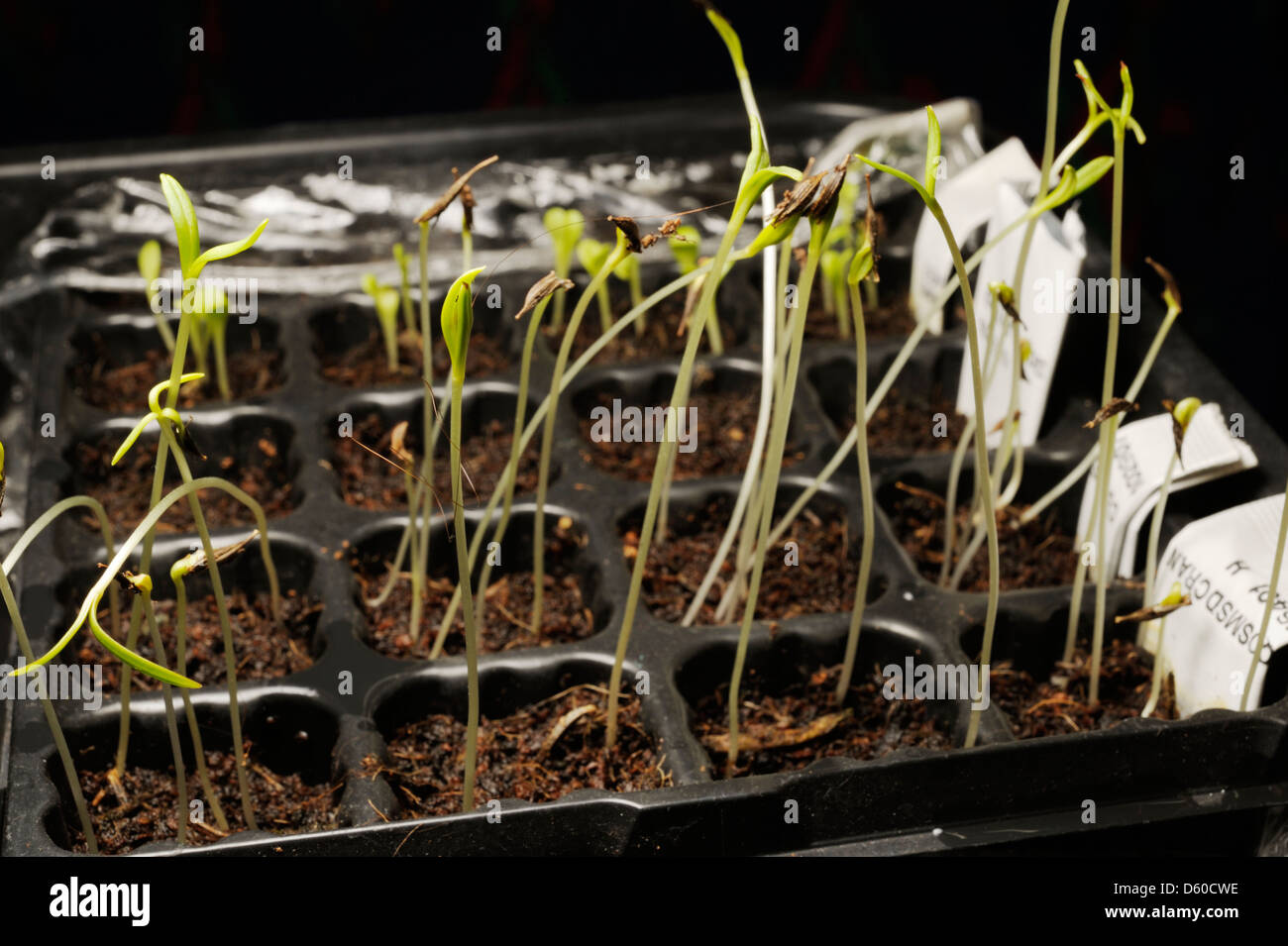 Cosmos seedlings hi-res stock photography and images - Alamy