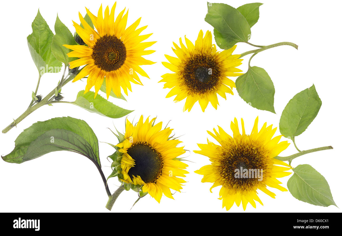 Isolated real mini sunflowers set Stock Photo - Alamy