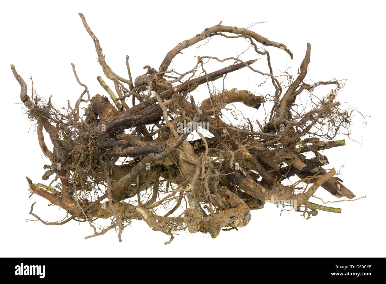 Dried tree roots Cut Out Stock Images & Pictures - Alamy
