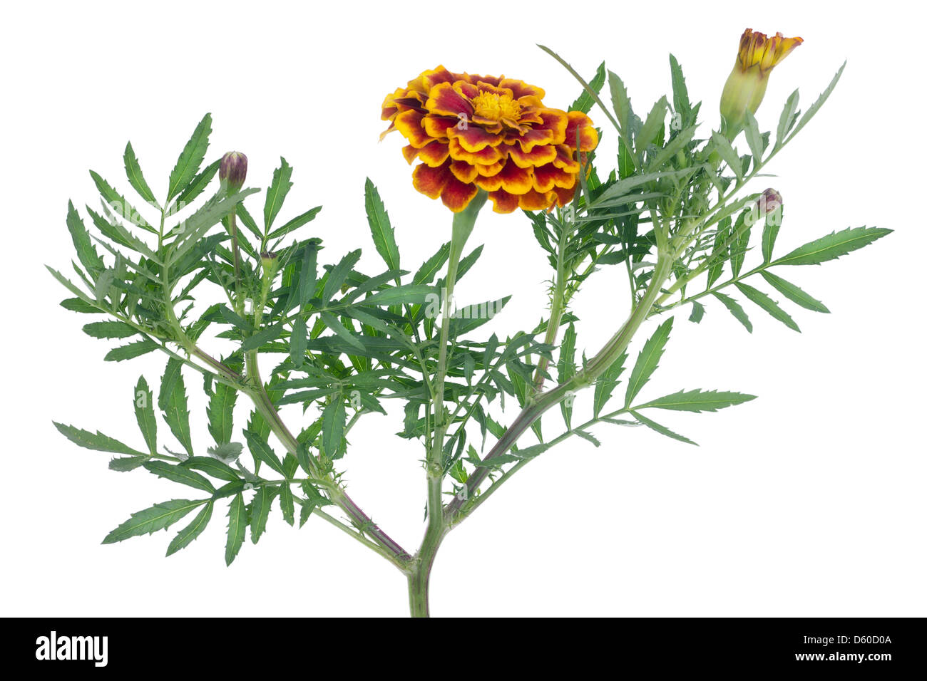 Lonely flower hi-res stock photography and images - Alamy