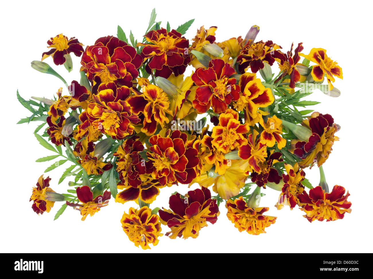 Gold medallion flower hi-res stock photography and images - Alamy