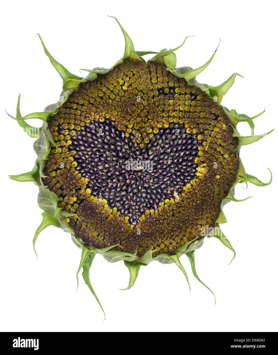 Sunflower heart hi-res stock photography and images - Alamy