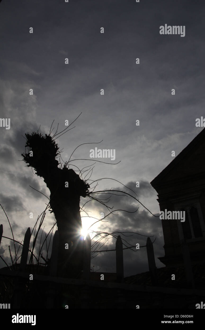 old tree trunk at night in rome italy Stock Photo - Alamy