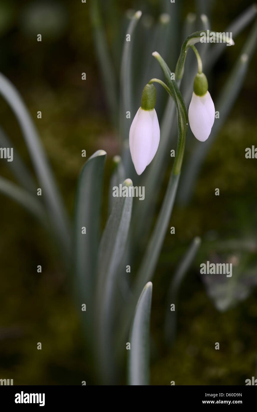 Galanthus nivalis snowdrop flowers hi-res stock photography and images ...