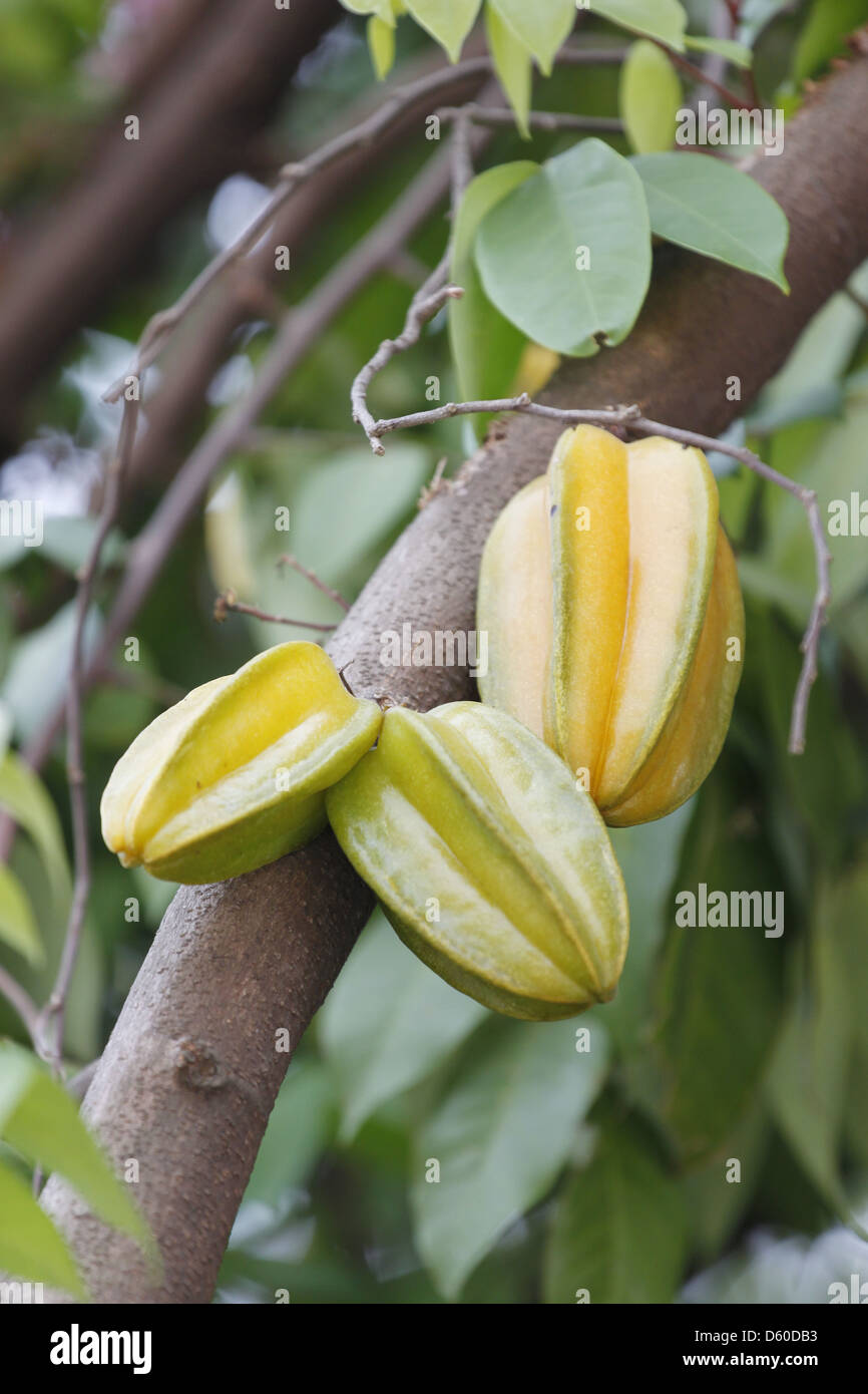 Kamranga fruit hi-res stock photography and images - Alamy