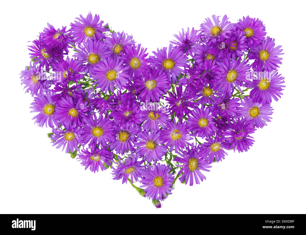 Heart from magenta chrysanthemums Stock Photo - Alamy